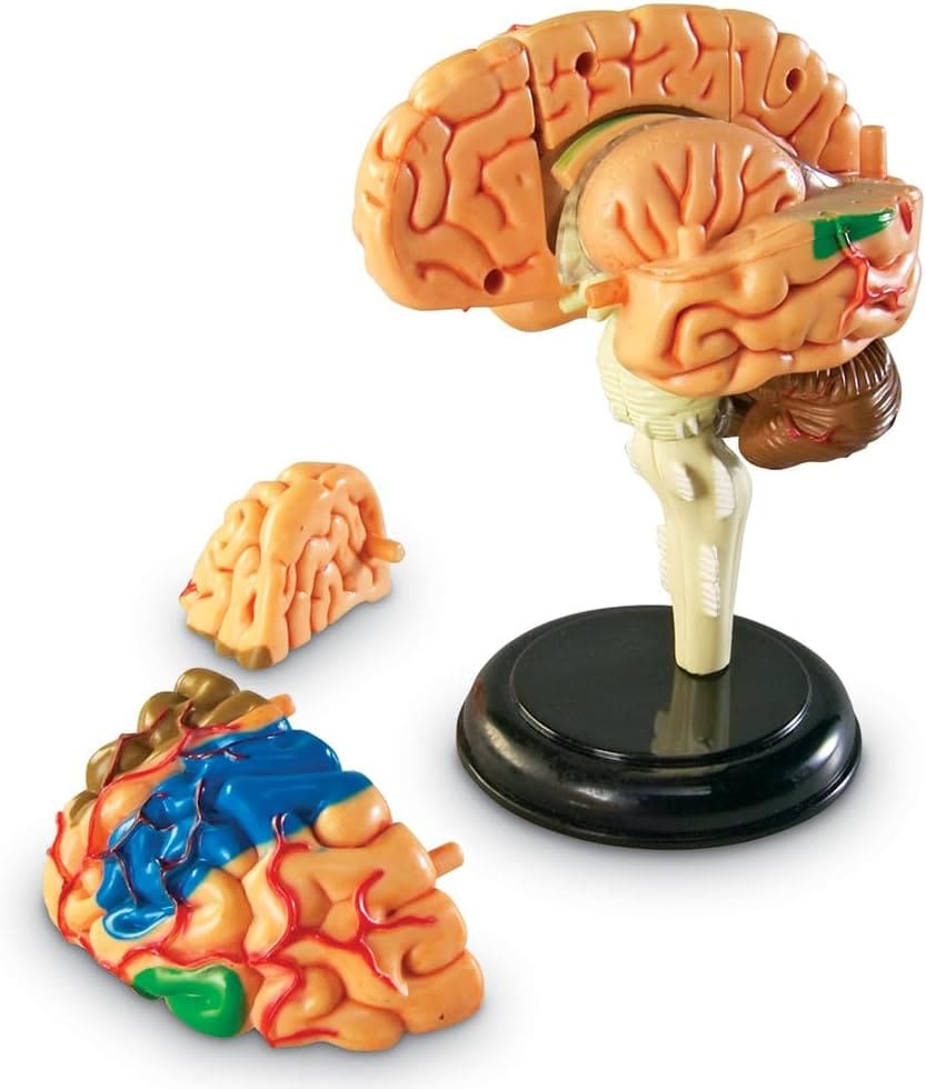 Anatomy Model - Brain - House of Science