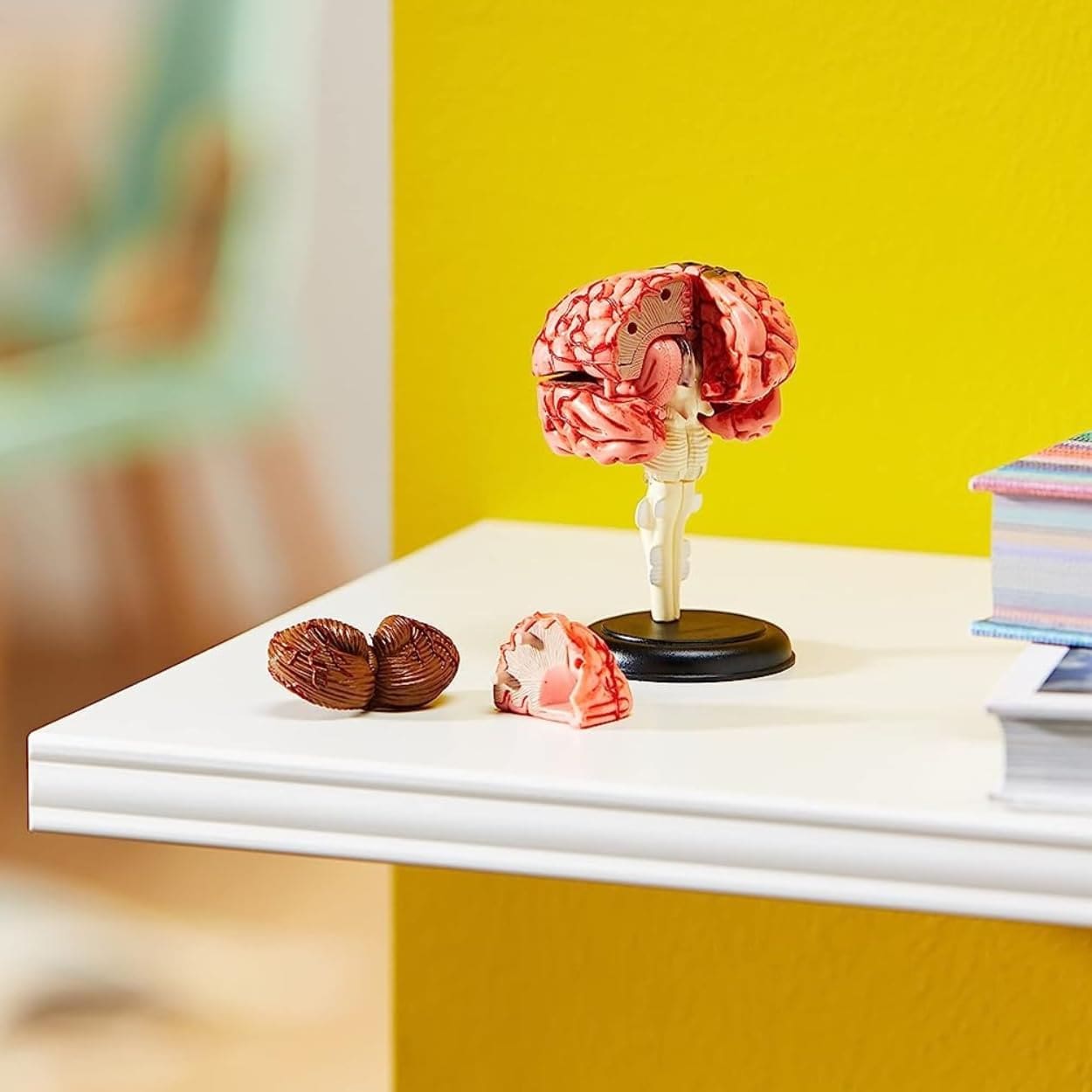 Anatomy Model - Brain - House of Science